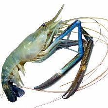 Golda Shrimp Whole (16-20 pcs) - 500gm ban